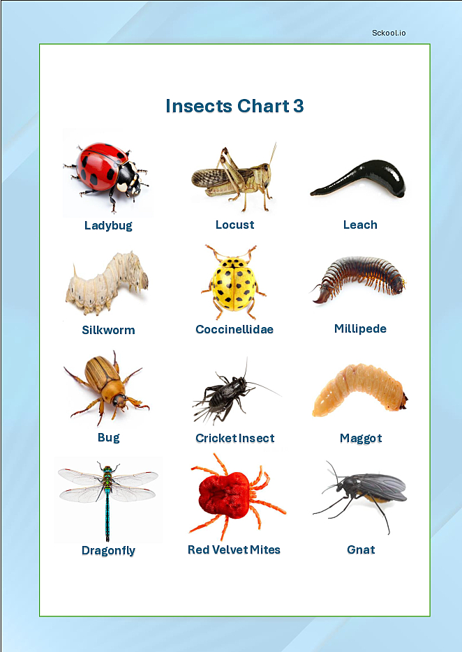 Insects Chart 3 with Name in English Montessori Posters Classroom Decor ...