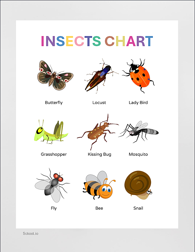 INSECTS CHART