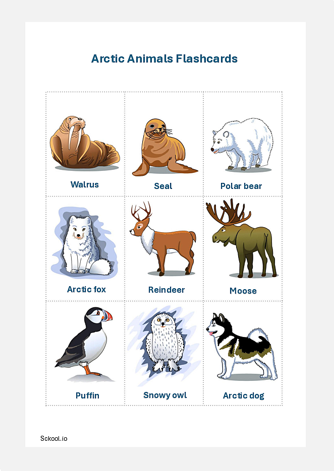Arctic Animals Flashcards